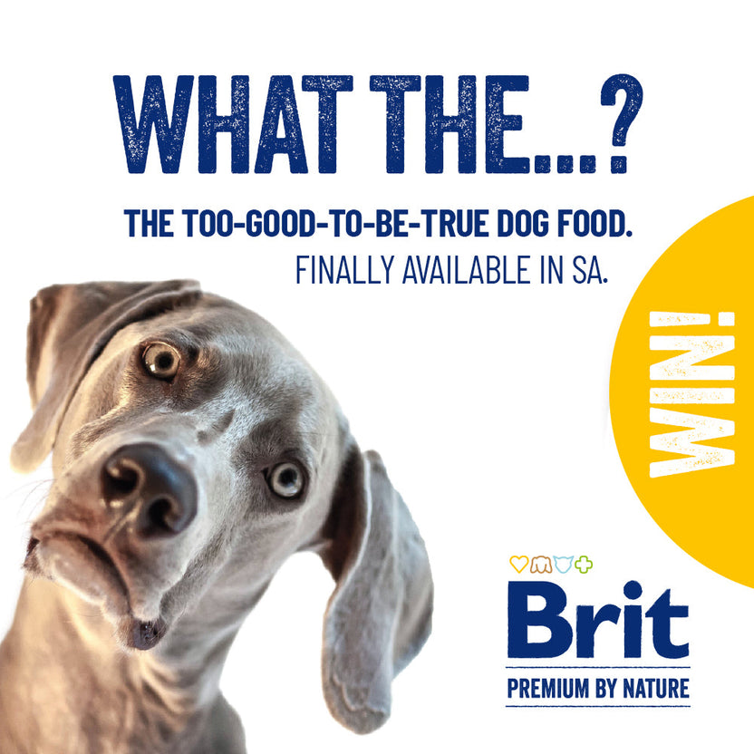 Brit South Africa – Brit Premium - South Africa
